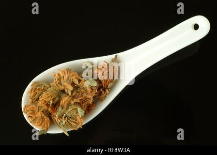 Medicinal plant: White clover Stock Photo - Alamy