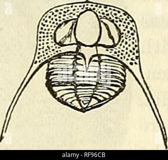 Trinucleus concentricus Eaton Stock Photo - Alamy