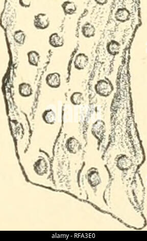 . Catalogue of the fossil plants of the Glossopteris flora in the ...
