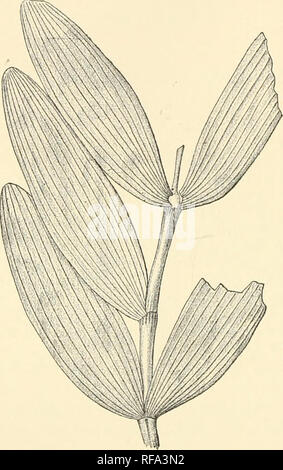 . Catalogue of the fossil plants of the Glossopteris flora in the ...