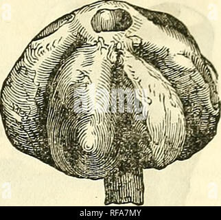 Siphonia, a fossil sponge Stock Photo: 66719404 - Alamy