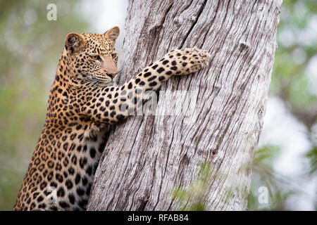 A leopard cub, Panthera pardus, clings onto a vertical marula tree ...