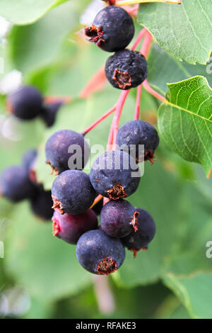 A cluster of ripe saskatoon berries hanging in summer Stock Photo - Alamy