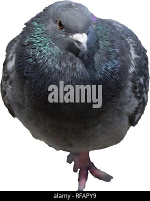 Cut out images of Pigeons. The Pigeon, seen by most as pests and vermin ...