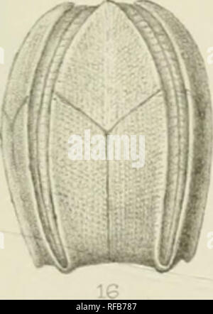 . Catalogue of the Blastoidea in the Geological Department of the ...