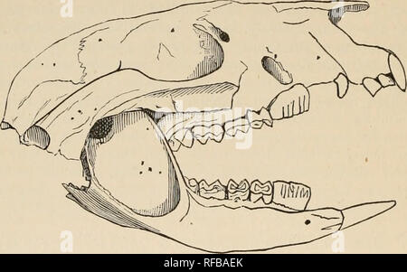 Skull of a rat kangaroo Stock Photo - Alamy