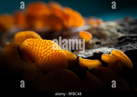Close up of a Saprophytic fungus. Grows on decaying organic matter and ...