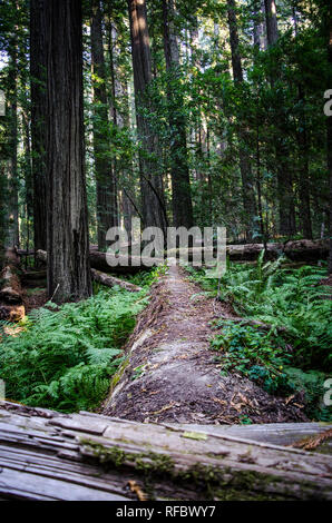 Founders Grove along the Avenue of the Giants in Humboldt County ...