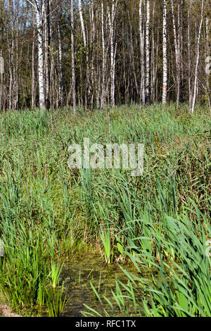 Grass and sedge growing at edge of stream in Southern Uplands Scotland ...