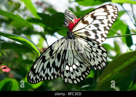 Butterflies fly freely at the Butterfly Wonderland in Phoenix, Arizona ...