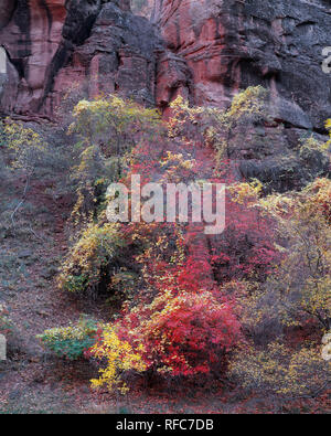 Autumn foliage near Zion National Park, Utah Stock Photo - Alamy