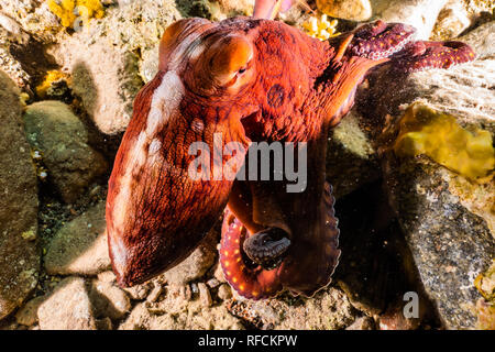 The octopus is the king of camouflage in the Red Sea, Eilat, Israel ...