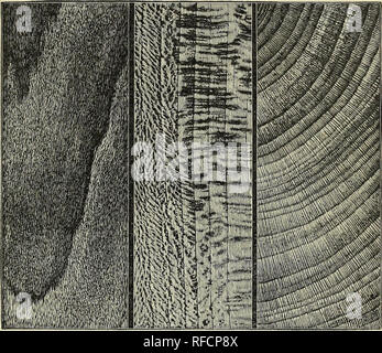Tree rings of a Western Hemlock tree in Issaquah, Washington, USA Stock ...