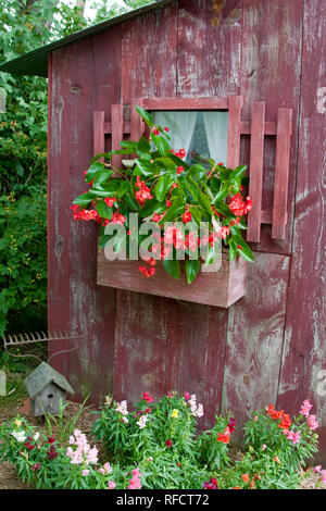 Snapdragons in window box Stock Photo - Alamy