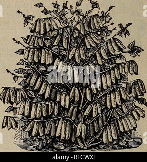 Bean, Lima bush bean Jackson Wonder butterbean antique heirloom ...