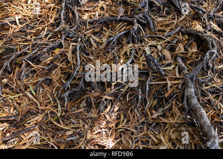 Old root of an eucalyptus tree (Eucalyptus), Barranco de la Laja, La ...