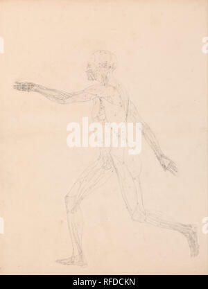 Lateral view of the human muscular system Stock Photo - Alamy