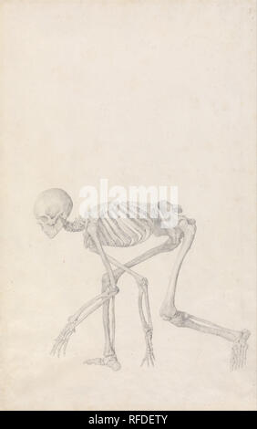 Human Skeleton, Lateral View, in Crawling Posture Stock Photo - Alamy