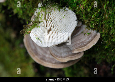 Trametes betulina, known by common names gilled polypore, birch ...