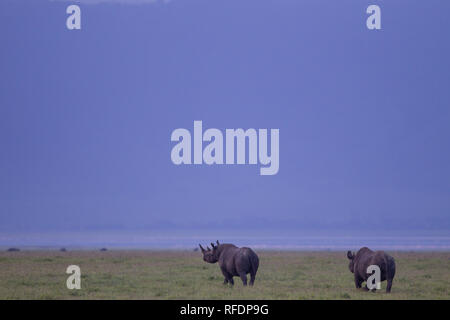 Ngorongoro Crater, ancient volcanic caldera and one of Africa's most ...