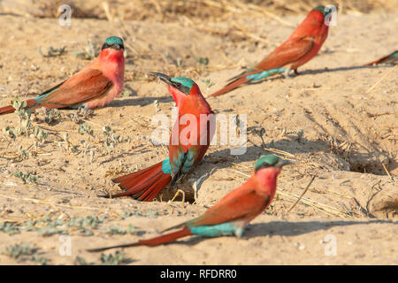 Bee-eaters nesting in a river bank. Many birds sits outside their ...