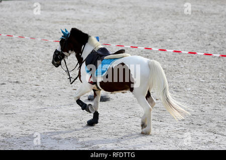 Chestnut Horse Jumping Without Rider Stock Photo - Alamy