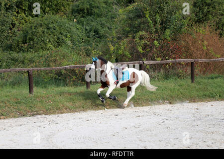 Chestnut Horse Jumping Without Rider Stock Photo - Alamy