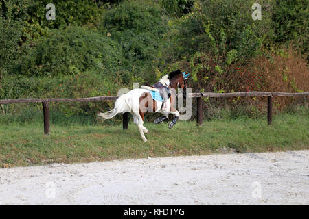 Chestnut Horse Jumping Without Rider Stock Photo - Alamy