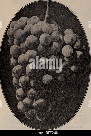 grapes flowers green small berry in a garden Stock Photo - Alamy