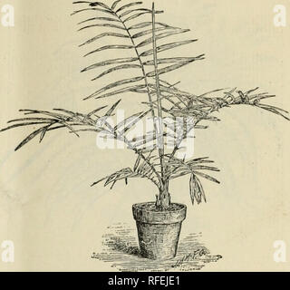 Palm trees in various sizes, groups and rows, and a single stem without ...