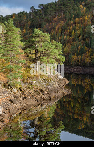 Scots pines (Pinus sylvestris) reflected in Loch Beinn a' Mheadhoin ...