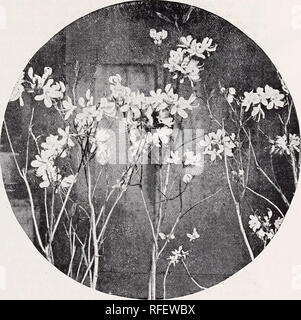 White flowers of the fragrant deciduous azalea, Rhododendron 'Snowbird ...