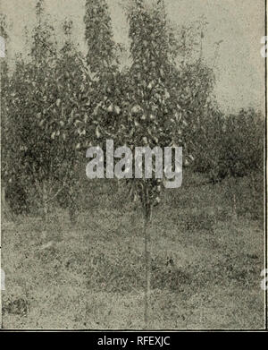 Disease of pear trees in autumn. Damage Fruit tree. Sick leaf of fungal ...
