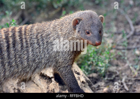 banded mongoose, Zebramanguste, Mangouste rayée, zebramungó ...