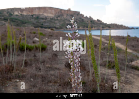 Ta' Sopu Watchtower in Nadur Stock Photo - Alamy