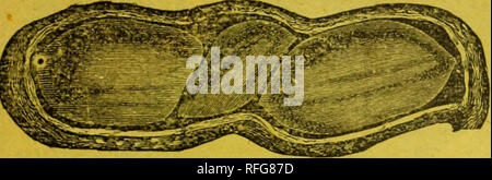 Bean, Lima bush bean Jackson Wonder butterbean antique heirloom ...