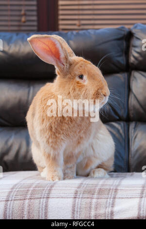 A Flemish Giant Rabbit living indoors Stock Photo - Alamy