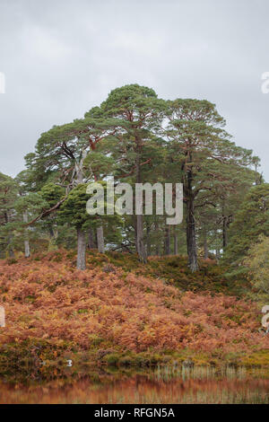 Scots pine forest on banks of Loch an Eilein, Rothiemurchus Estate ...