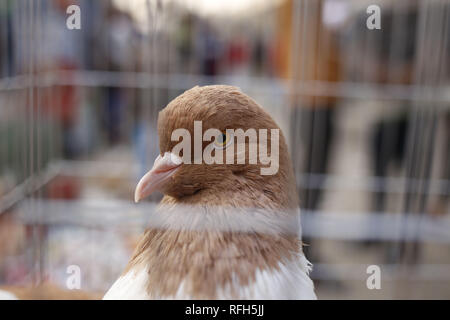 A pigeon display for sell in a weekly birds market near Gulisthan Stock ...