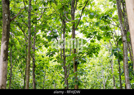 Teak is a tropical hardwood tree species placed in the flowering plant ...