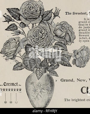 wonderful red roses in a front yard Stock Photo - Alamy