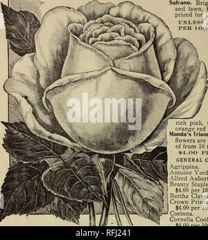 Rose tinted flowers of the hardy hybrid foxglove, Digitalis 'Goldcrest ...