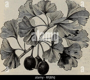 Chestnuts, the deciduous trees and shrubs in the genus Castanea, in the ...