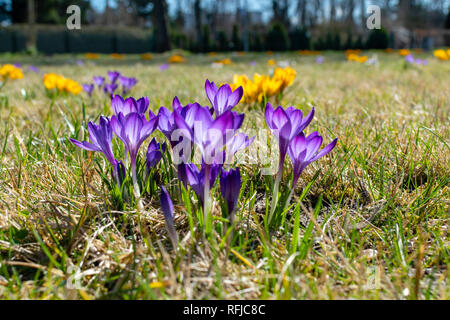 Purple and yellow blossoms of crocuses (Colchicum autumnale) on a ...