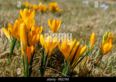 Yellow blossoms of crocuses (Colchicum autumnale) on a meadow in the ...