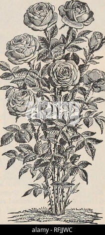 Rose tinted flowers of the hardy hybrid foxglove, Digitalis 'Goldcrest ...