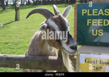 A goat at Avon Valley Country Park in the UK, part of the parkâ€™s ...