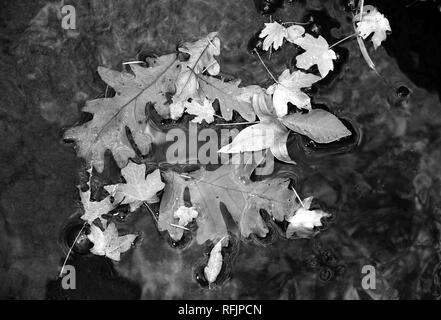 AZ - HUACHUCA MOUNTAINS, Garden Canyon, AZ -04 (11-1-11) fall color (2 ...