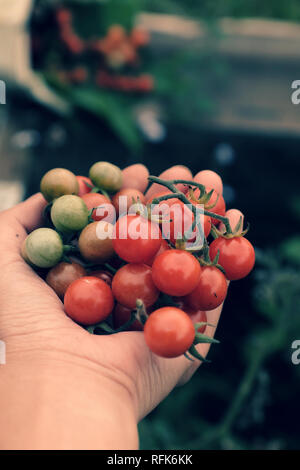 A closeup shot of cherry tomatoes in a bowl Stock Photo - Alamy