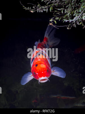 koi fish inside the pond Stock Photo - Alamy